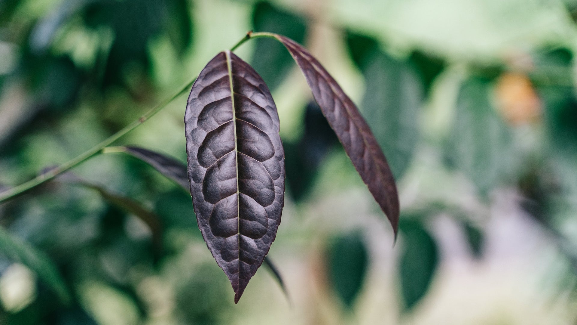 Guayusa Benefits, Side Effects & How to Drink It – Seven Teas